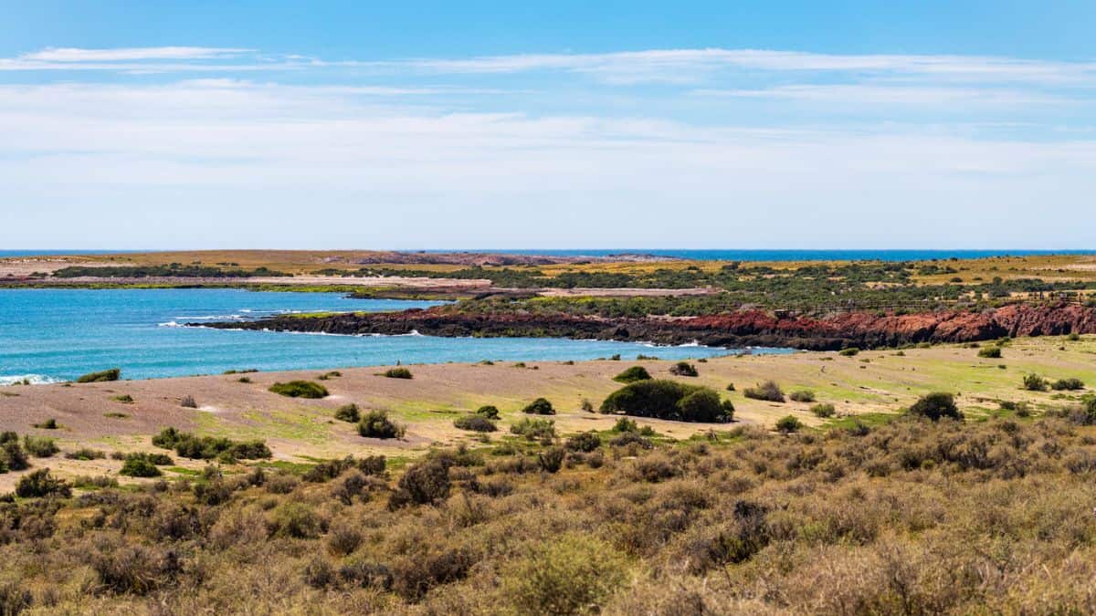 12 Best Places To See Chile and Argentina Penguins